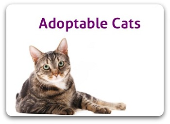 View Adoptable Cats - Photos and Descriptions are online.